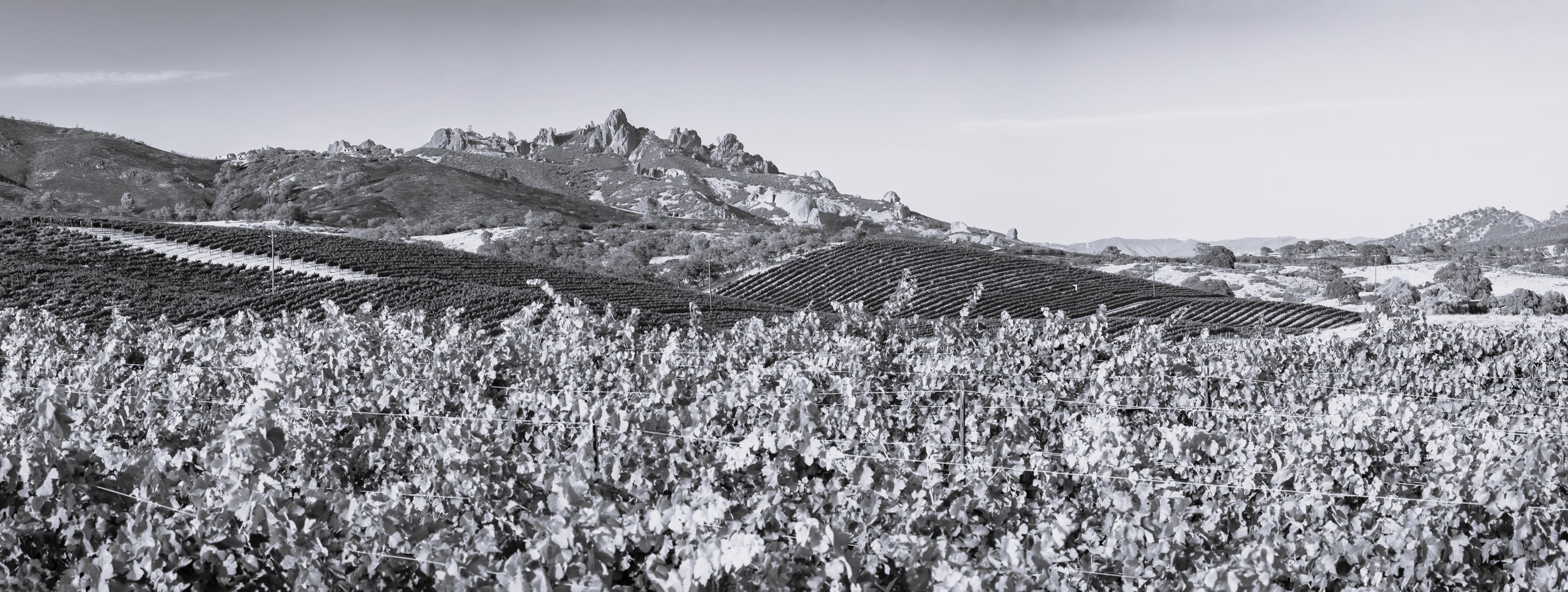 Chalone - The oldest producing vineyard in Monterey County